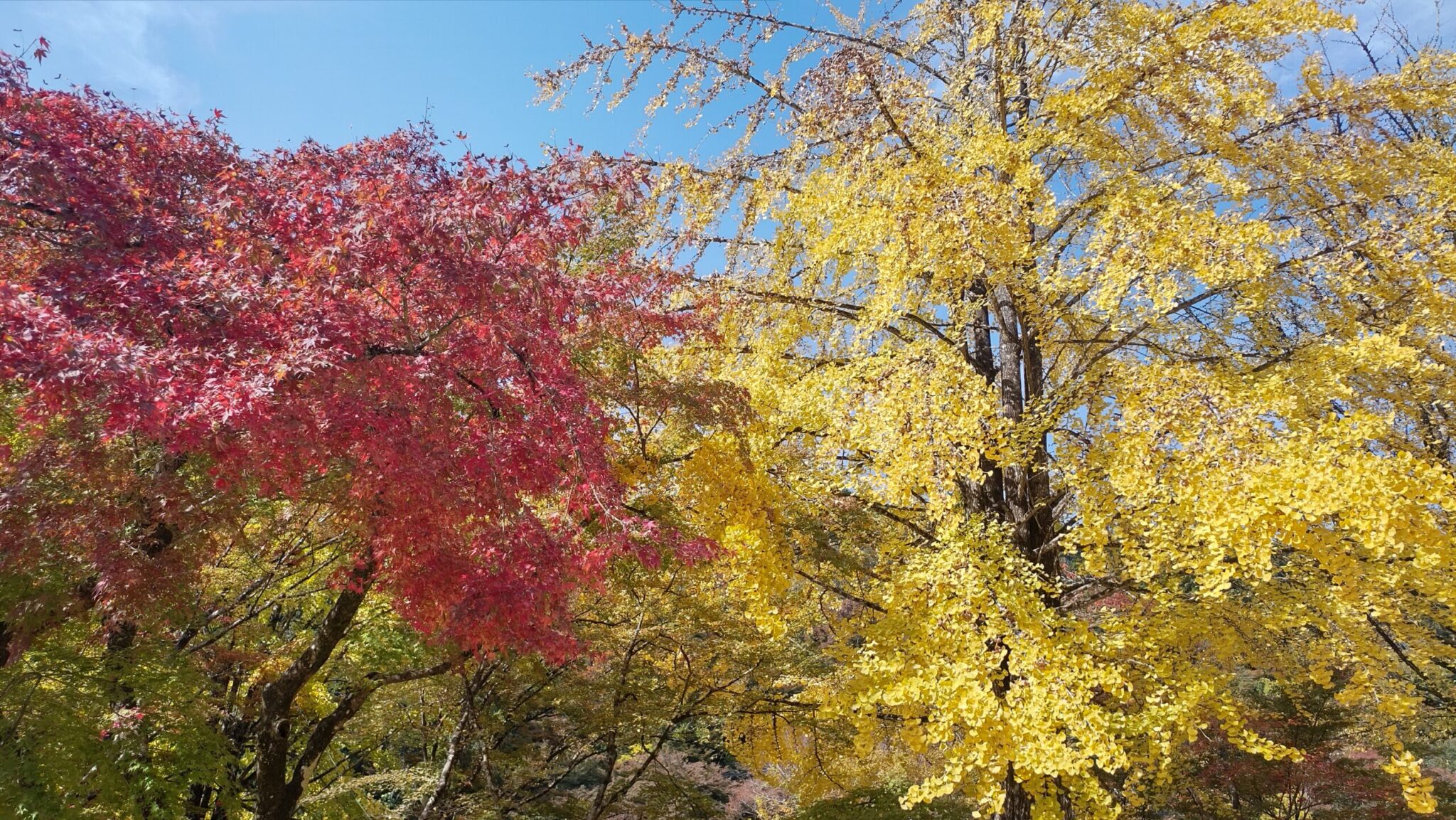 スペクトラムアナライザ入門：RBWとVBWの違いと画面ブレ対策 – Notes & Waves｜日常と技術の間